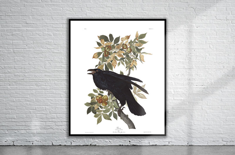 Vintage Audubon Raven Print