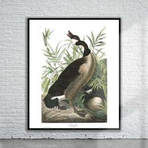 Vintage Audubon Canada Goose Print