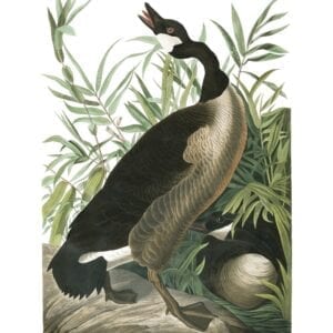 Vintage Audubon Canada Goose Print