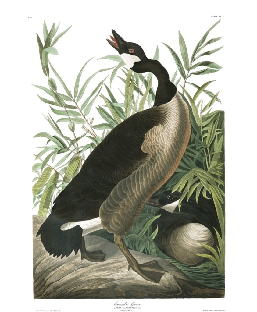Vintage Audubon Canada Goose Print