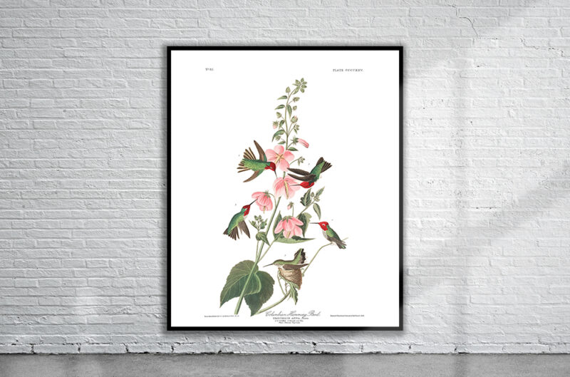 Vintage Audubon Columbian Hummingbird Print