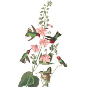Vintage Audubon Columbian Hummingbird Print